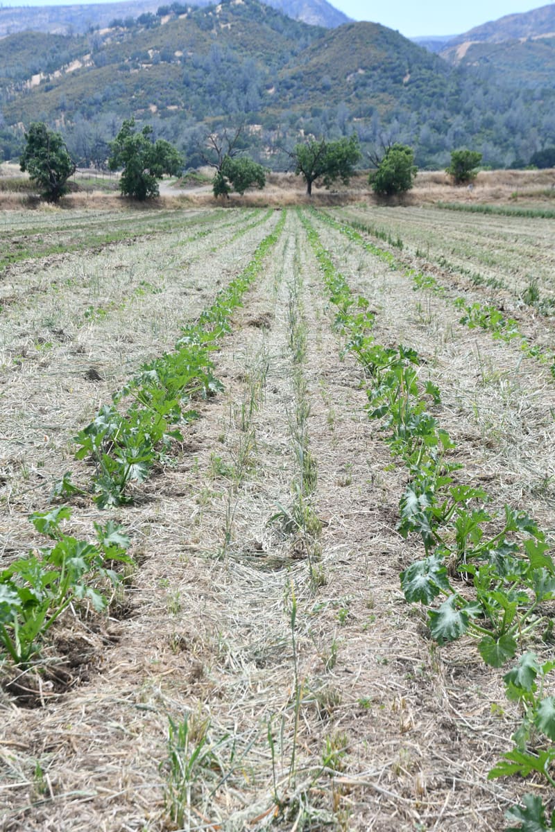 California Strip-Till