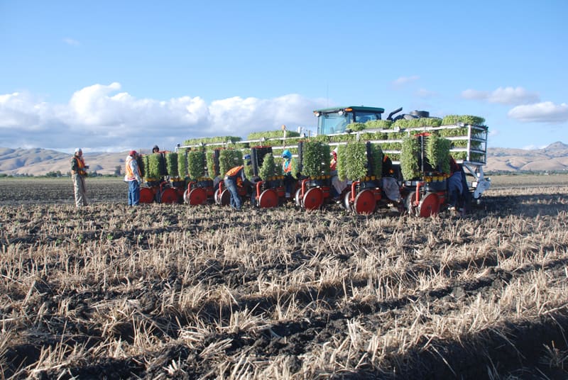 California Strip-Till
