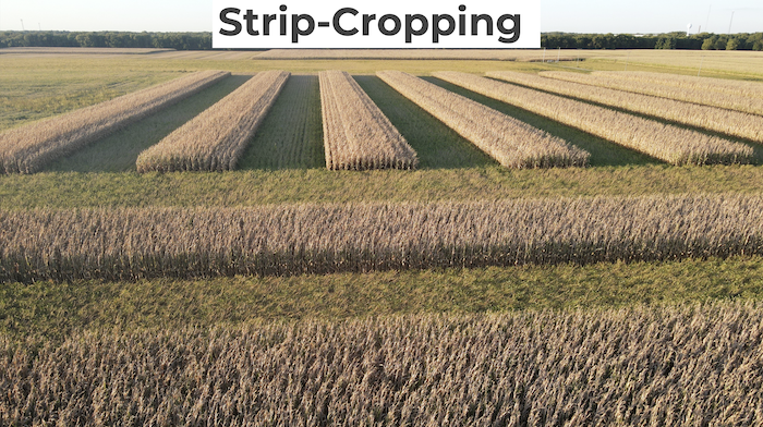 Strip Cropping Experiments Result In 50 Bushel Corn Yield Increase