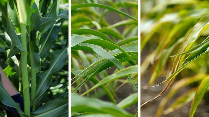 Plant Tissue Analysis: Sampling Strategy & Handling Tips
