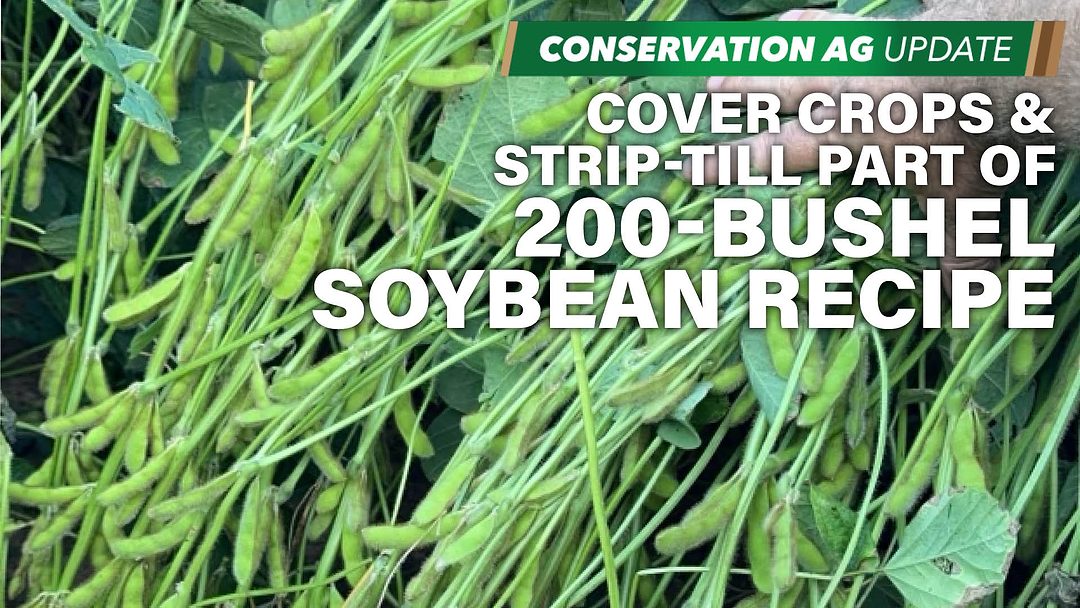 Cover Crops & Strip-Till Part of 200-Bushel Soybean Recipe