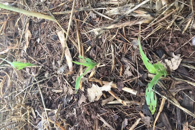 Tips For Early-Season Slug Management