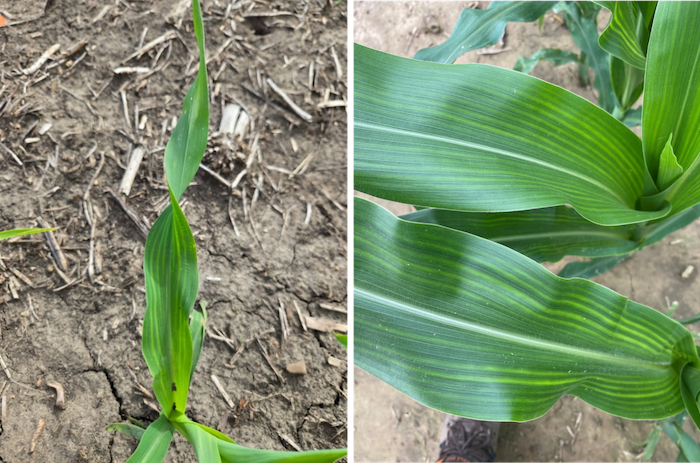 Sulfur Management Tips for Corn