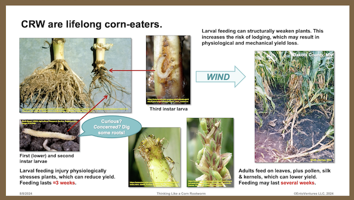 5 Ways to Keep the “Billion-Dollar Bug” from Stealing Corn Yields