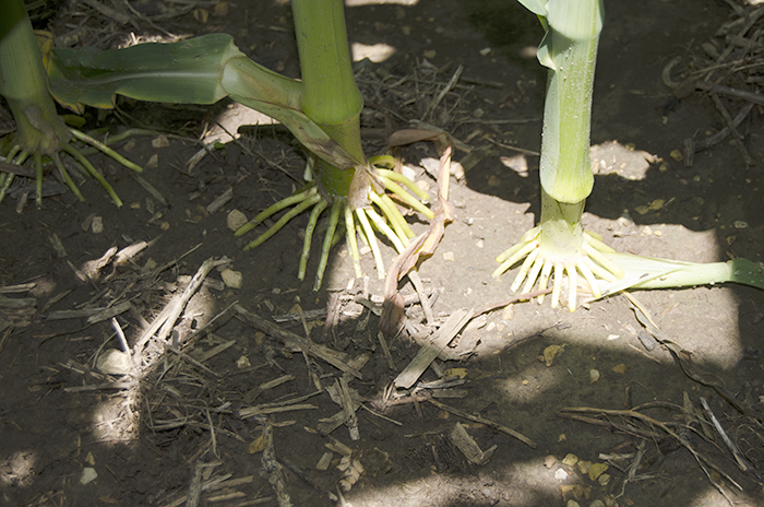 Weathering Unpredictability and Stabilizing Yield with Strip-Till ...