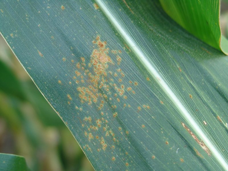 Southern Rust Pushing into Southern Corn Belt