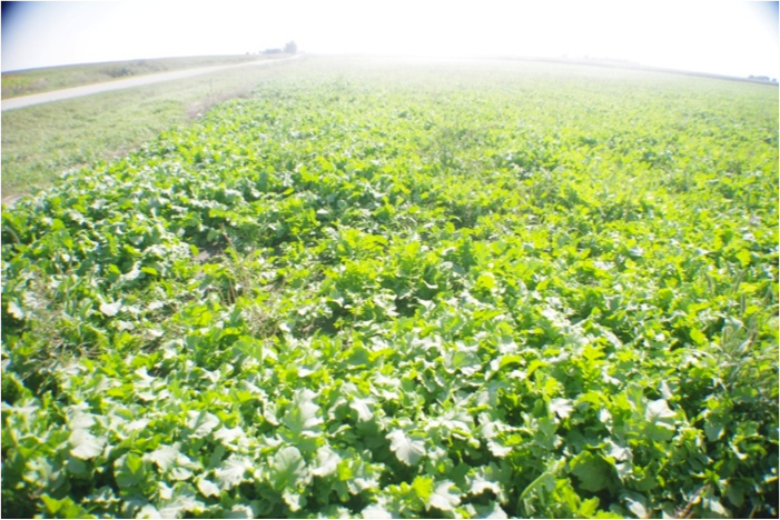 Benefits and Pitfalls of Adding Cover Crops in Strip-Till
