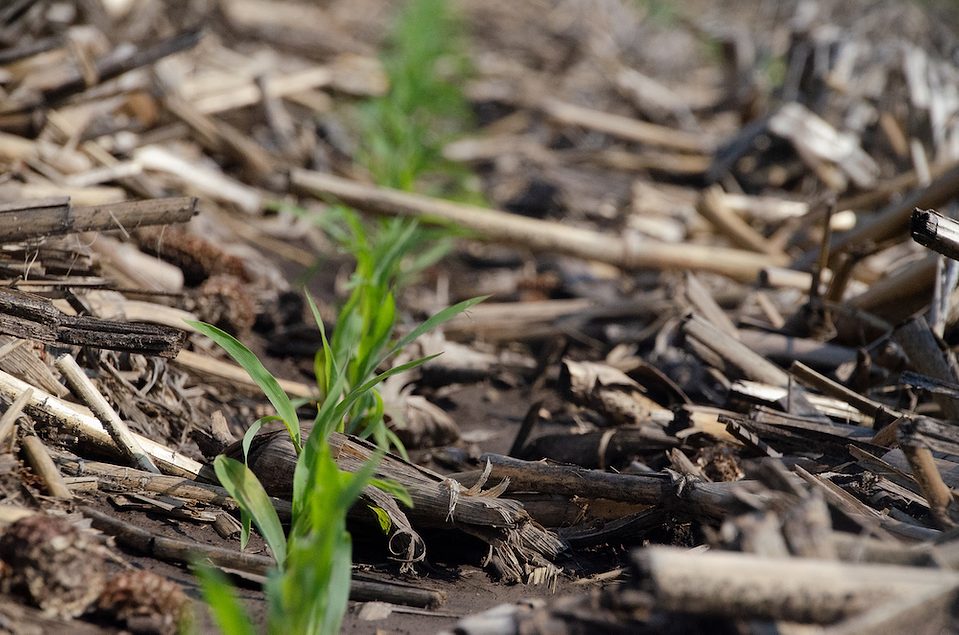 Managing Micronutrients in Strip-Till Zone
