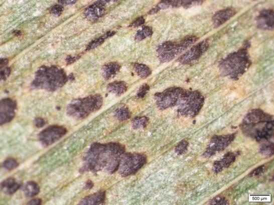 Pre-Season Management and Preparation for Tar Spot