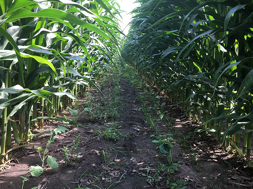 [Podcast] Cautions & Considerations for Experimenting with 60-Inch Row Corn