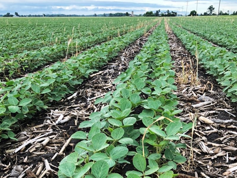 Cover Cropping Adoption Reaches New High Among Strip-Tillers