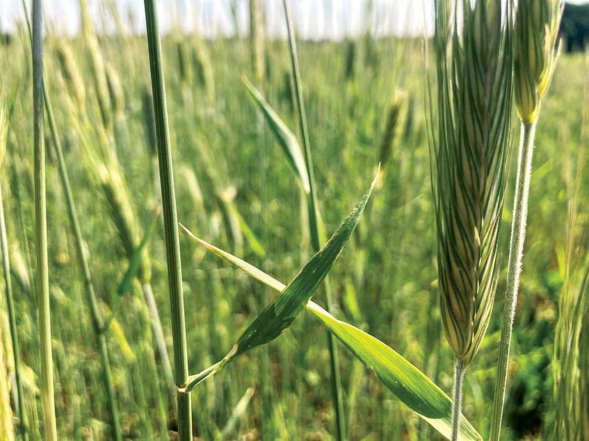 Seeding Rye? You may Already be Too Late.