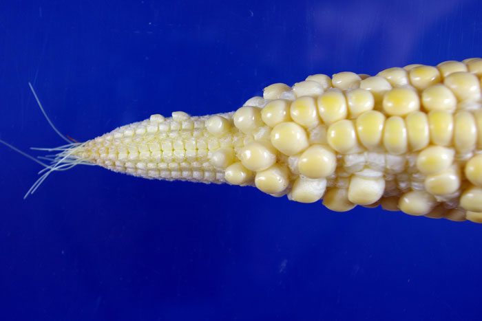 How Drought Affects Corn at Each Growth Stage