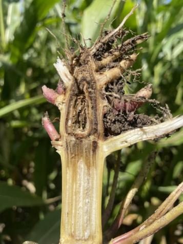 How to Identify Ear, Crown & Stalk Rot in Corn