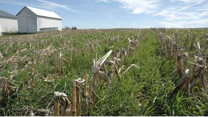 6 Tips for Interseeding Cover Crops into Corn Successfully