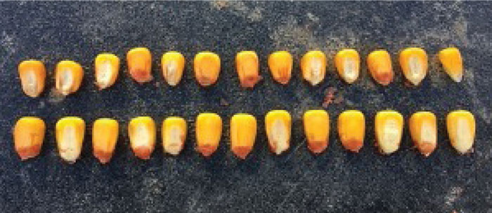 Concentric Sphere Fertility Feeds High-Yielding Corn All Season