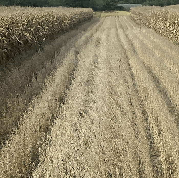 Strip-Till & Banded Fertilizer Boosts ROI