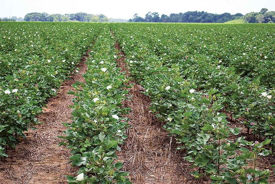 Strip-Tilling Cover Crops into Poorer Soils Results in Increased Yields