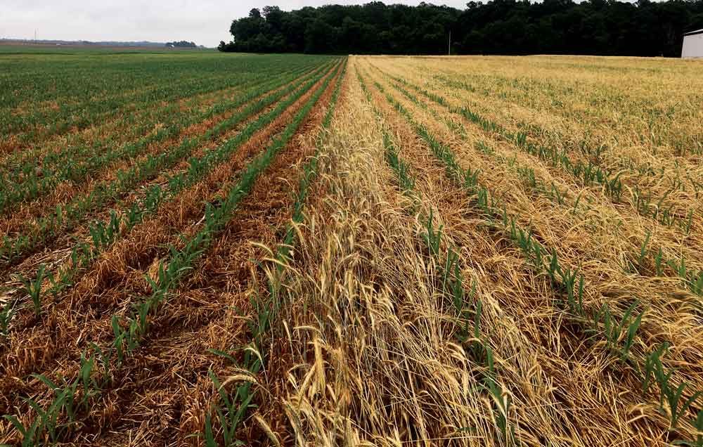 Building an Advanced Eco-System with Strip-Till, Cover Crops