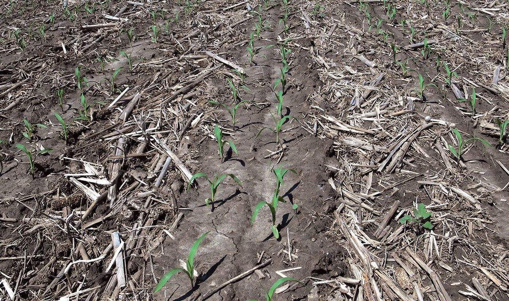 3 Strip-Tilling Tips from a ‘Regenerative Agriculturist’