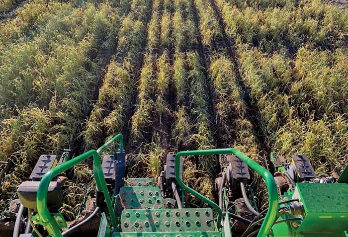 Boosting a Strip-Till System with Intercropping, Companion & Relay Cropping
