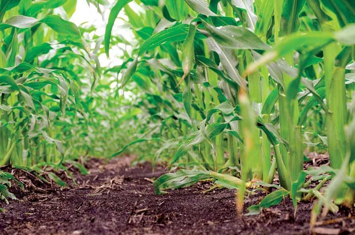 ‘We Strip-Till for Our Soils’