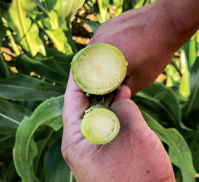 [Podcast] Banded Systems Get to the Root of Yield with Chris Perkins