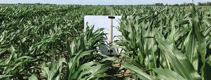 Band Fertilizer for Higher Corn Populations & Yields