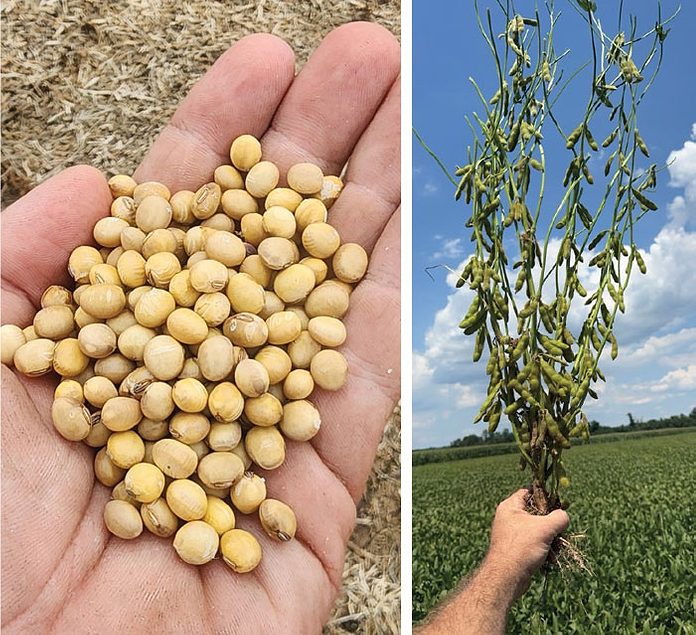 Strip-Tiller Shatters Soybean Record with Early Planting & Banded Fertility