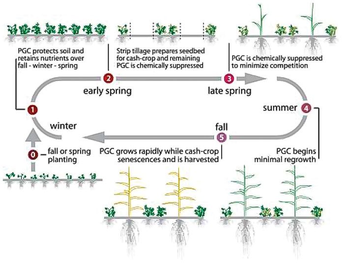 Productivity Meets Conservation with Perennial Groundcovers & Strip-Till