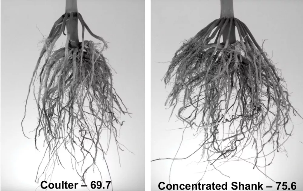 Corn’s Response to Fertility Varies Based on Strip-Till Timing