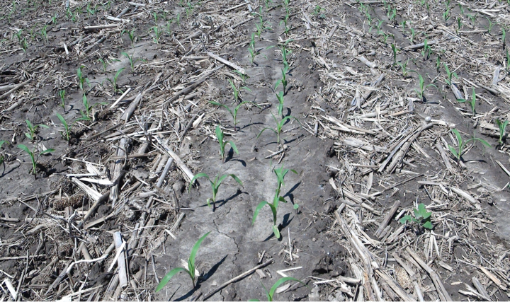 3 Strip-Tilling Tips From a ‘Regenerative Agriculturist’