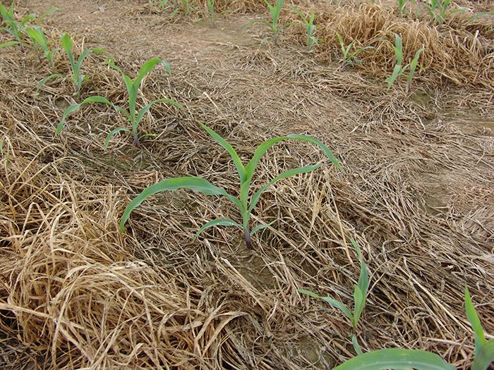 Corn Maturity Cutoffs for Post-Emergence Herbicide Applications